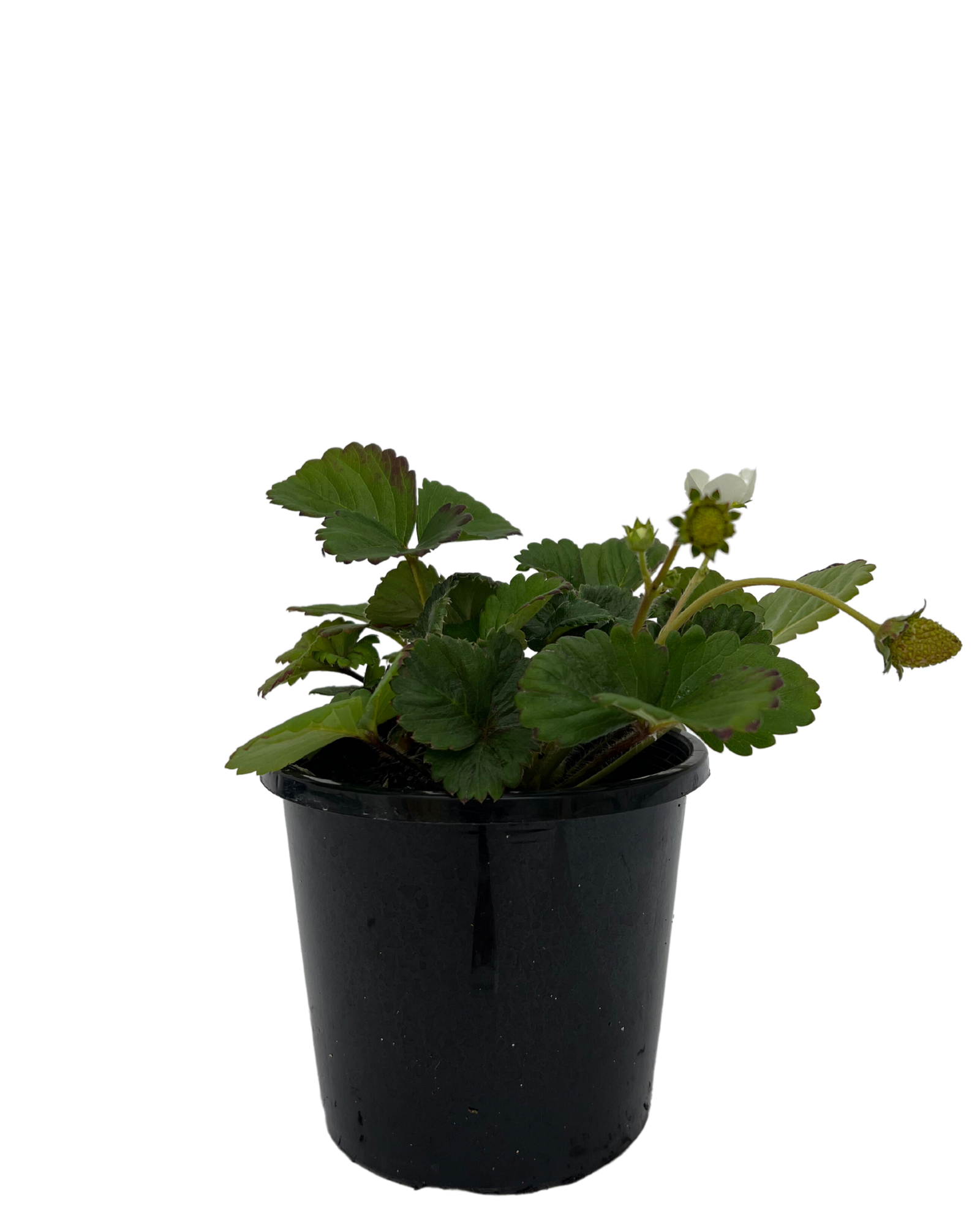 Strawberry - Fragaria Elan