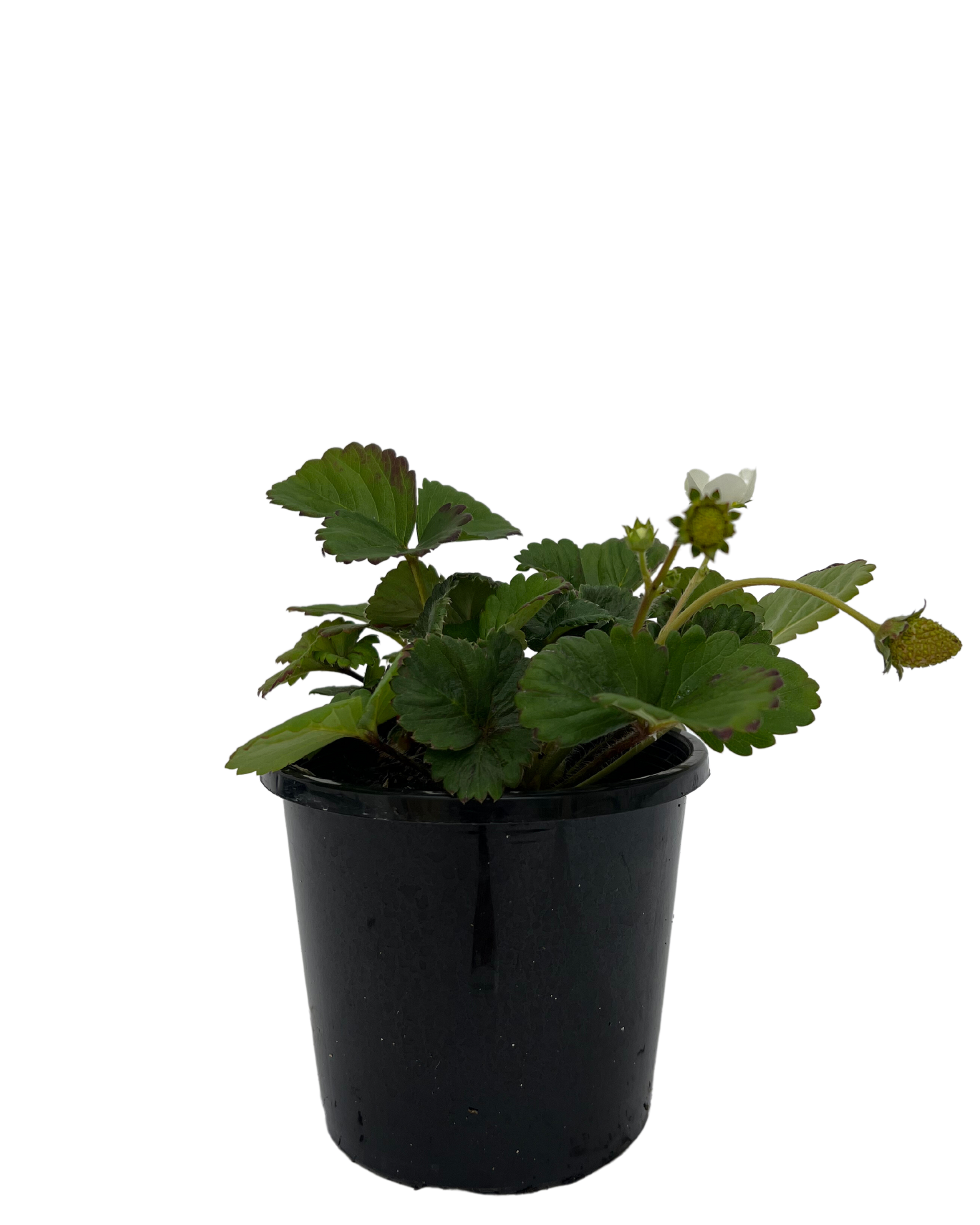 Strawberry - Fragaria Elan