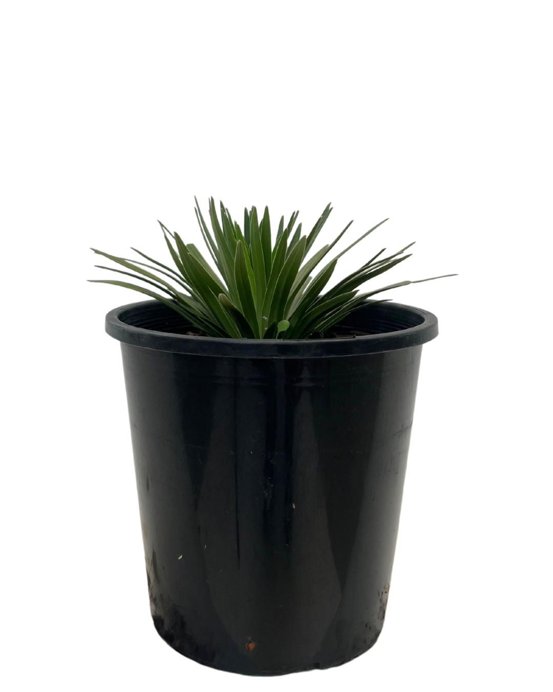 Stylidium Raptor Pink