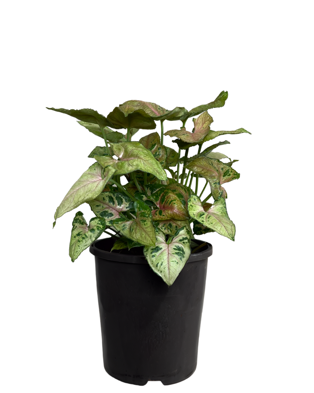 Syngonium Dwarf Princess