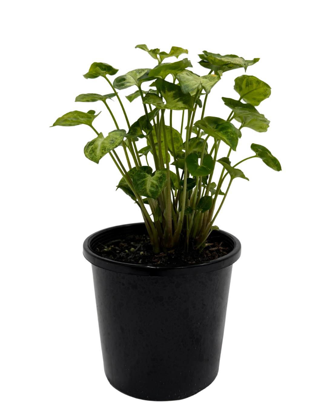 Syngonium Pixie | Indoor Plant Perth | Waldecks