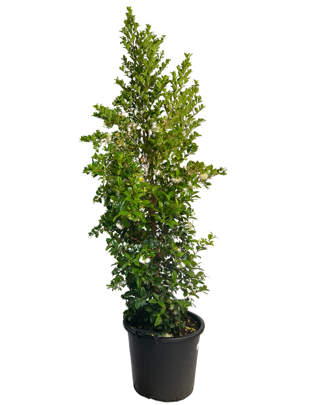 Syzygium Pinnacle | Australian Native Plant Perth | Waldecks