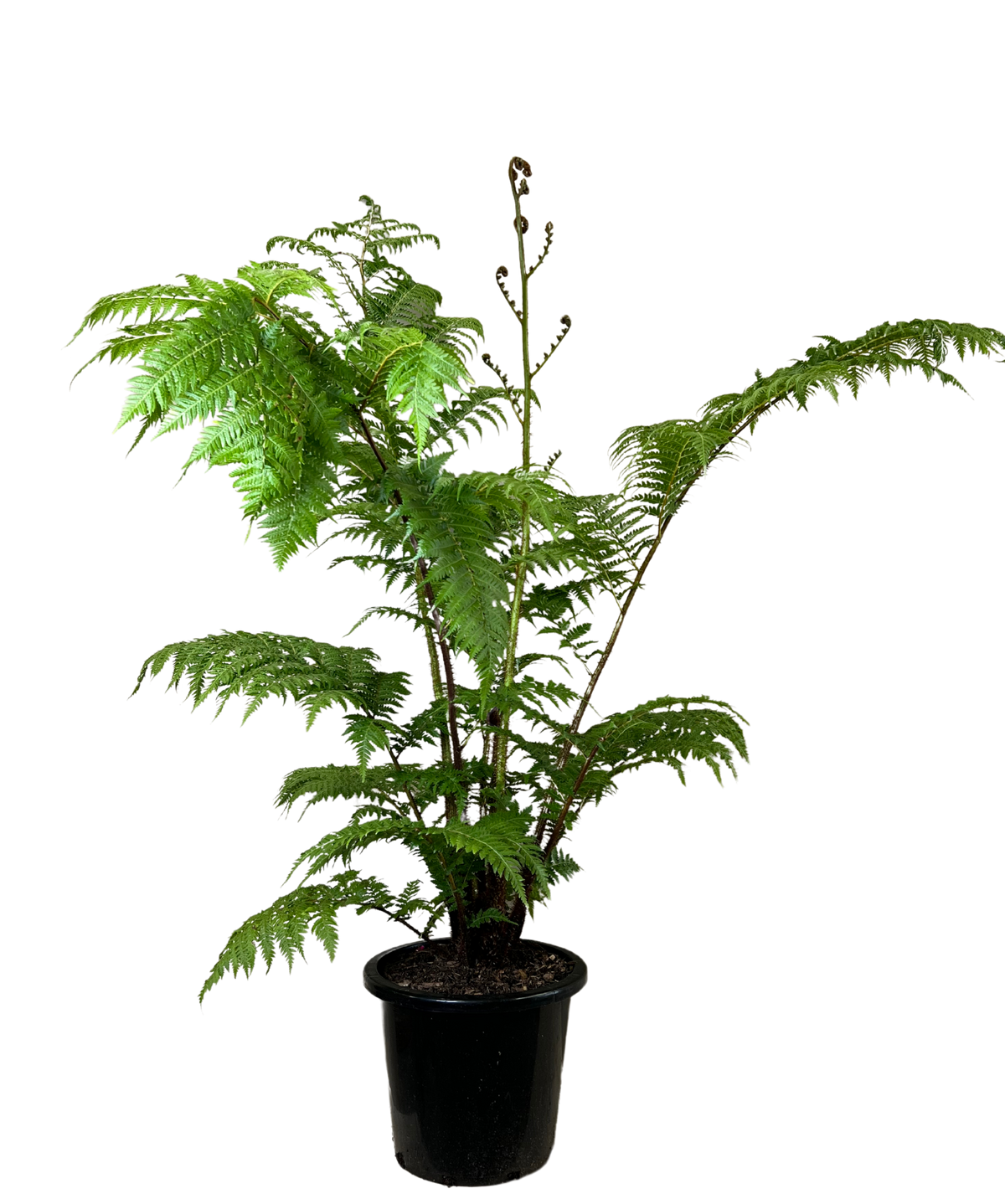 Australian Tree Fern - Cyathea Cooperii | Waldecks