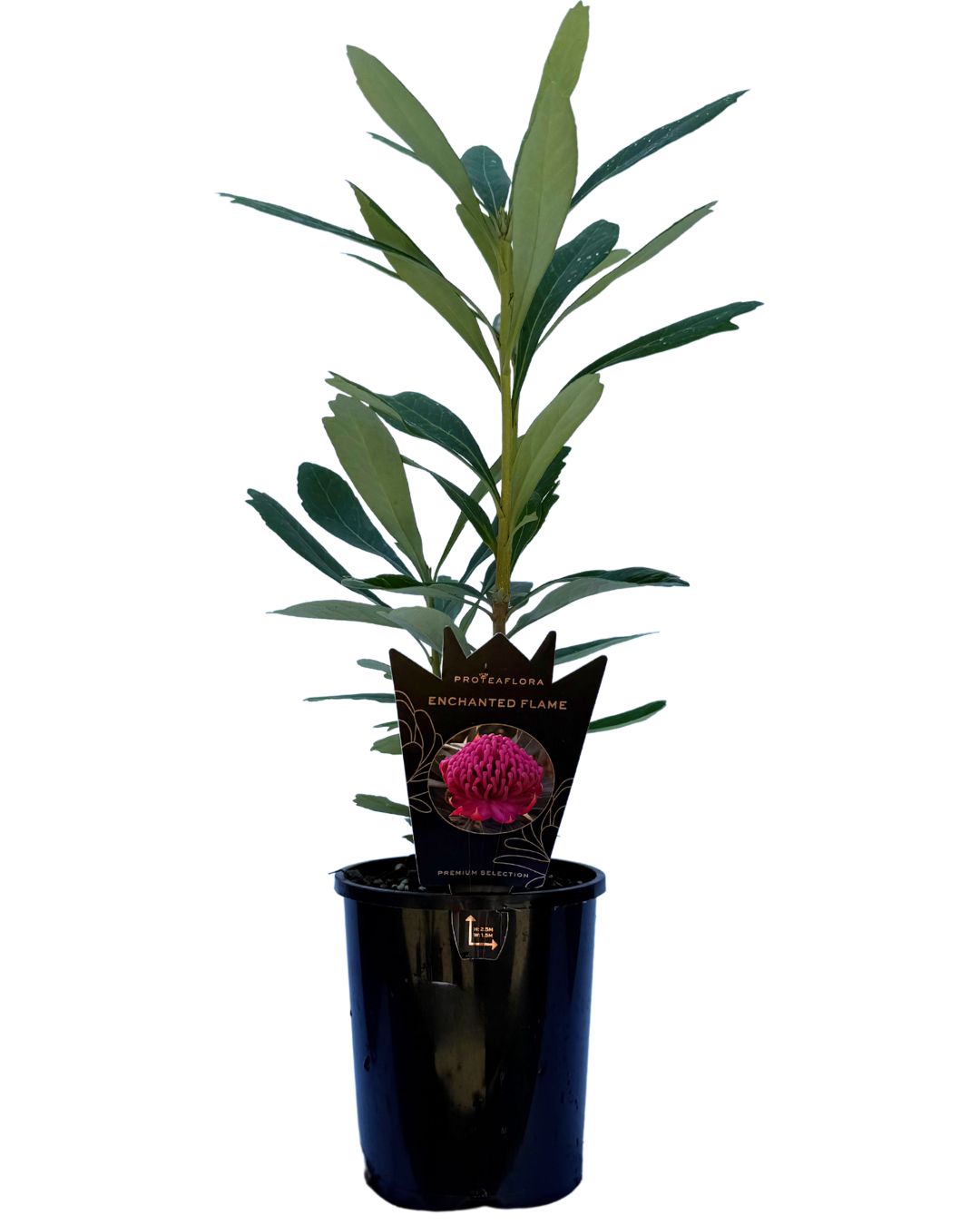 Telopea Enchanted Flame