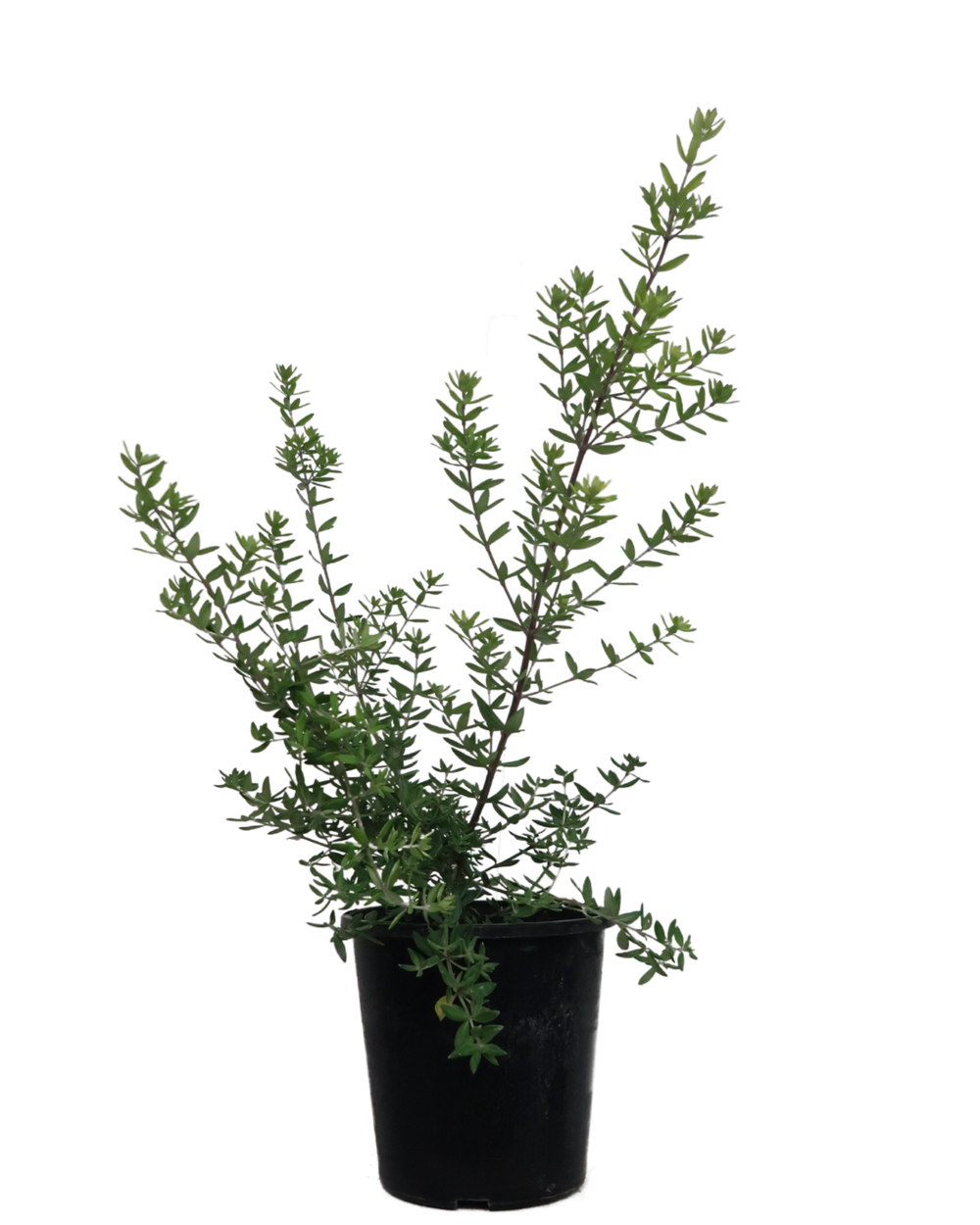 Westringia Naringa | Australian Native Plant Perth | Waldecks