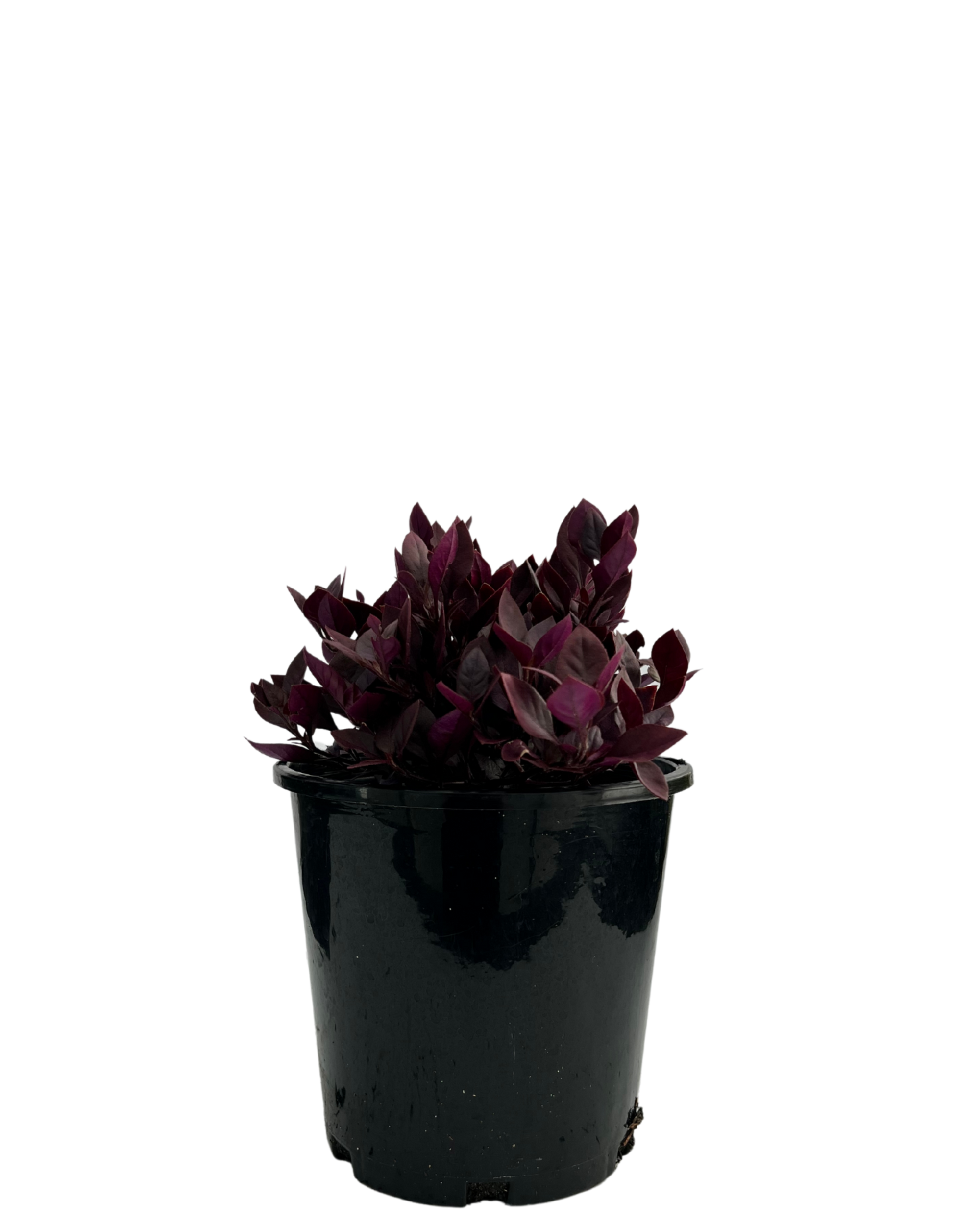 Alternanthera Little Ruby | Garden Shrub Perth | Waldecks