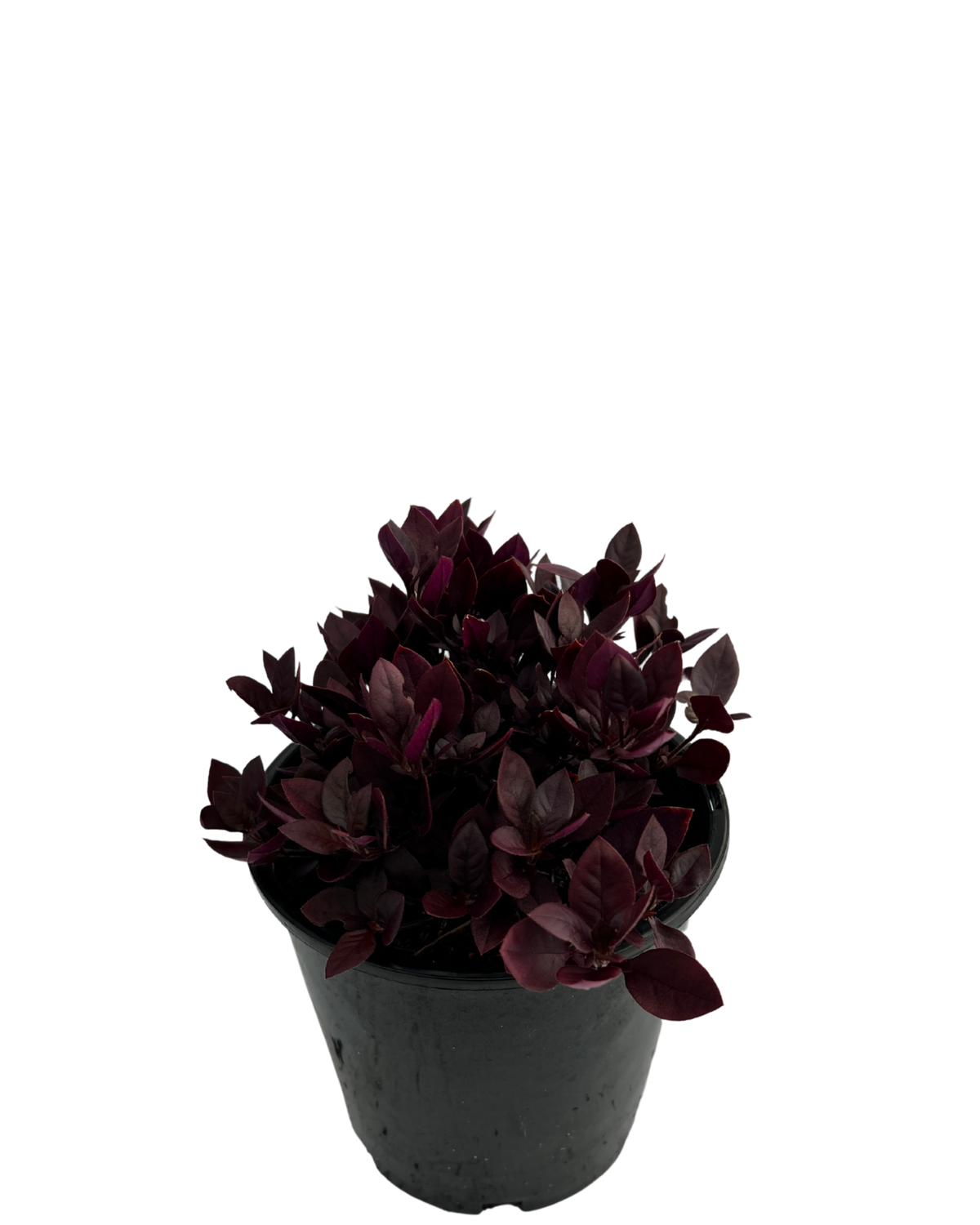 Alternanthera Little Ruby | Garden Shrub Perth | Waldecks
