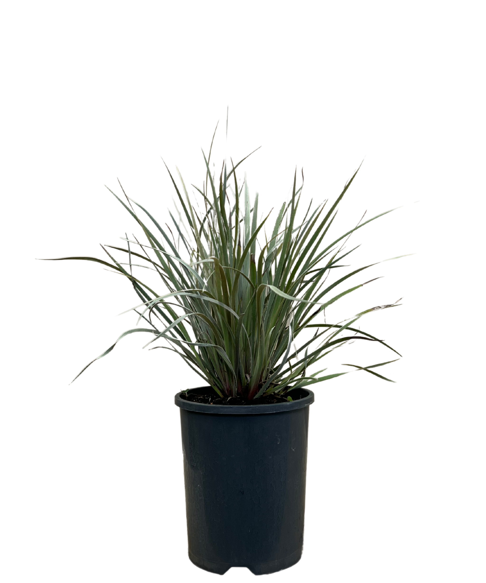 Grey Cottonheads - Conostylis Candicans | Waldecks