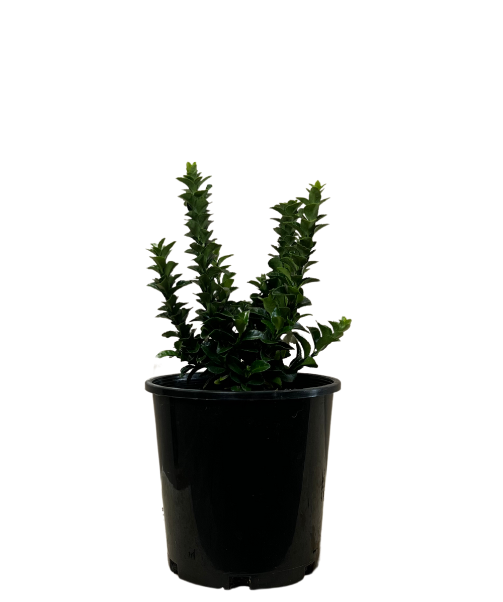 Euonymus Green Rocket | Garden Shrub Perth | Waldecks
