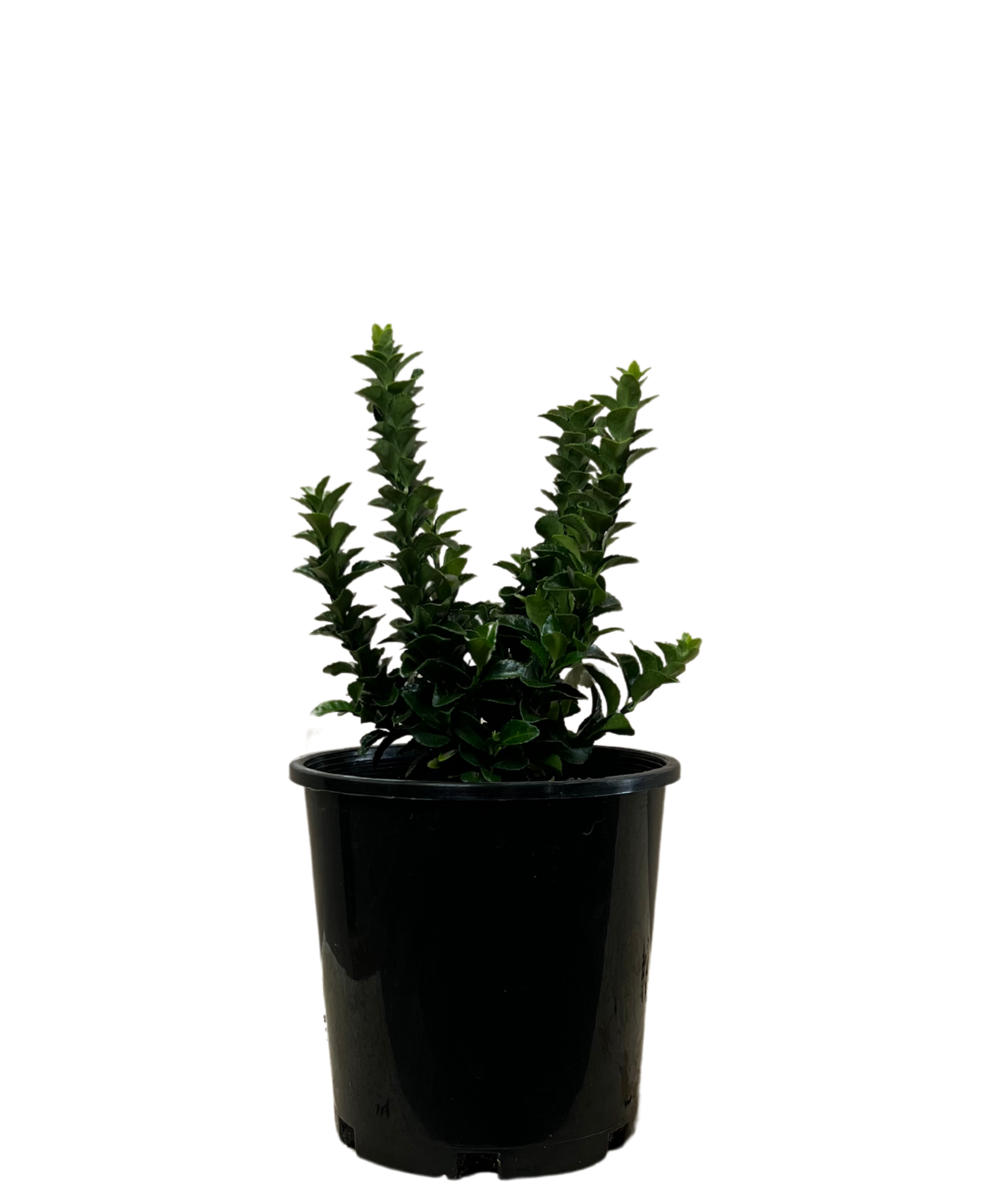 Euonymus Green Rocket | Garden Shrub Perth | Waldecks
