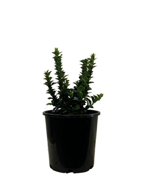 Euonymus Green Rocket | Garden Shrub Perth | Waldecks