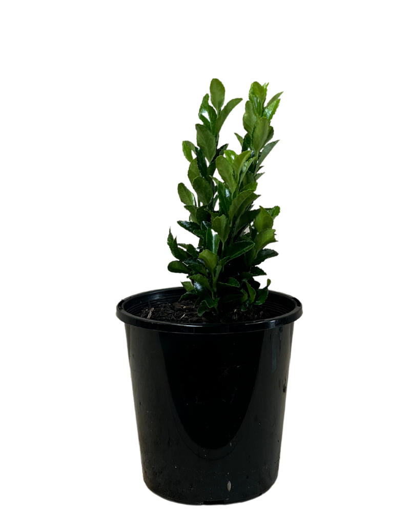 Euonymus Green Rocket | Garden Shrub Perth | Waldecks