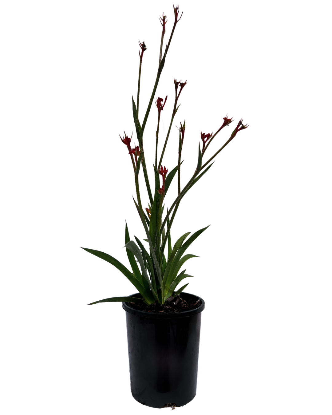 Kangaroo Paw - Anigozanthos Bush Ballad | Waldecks