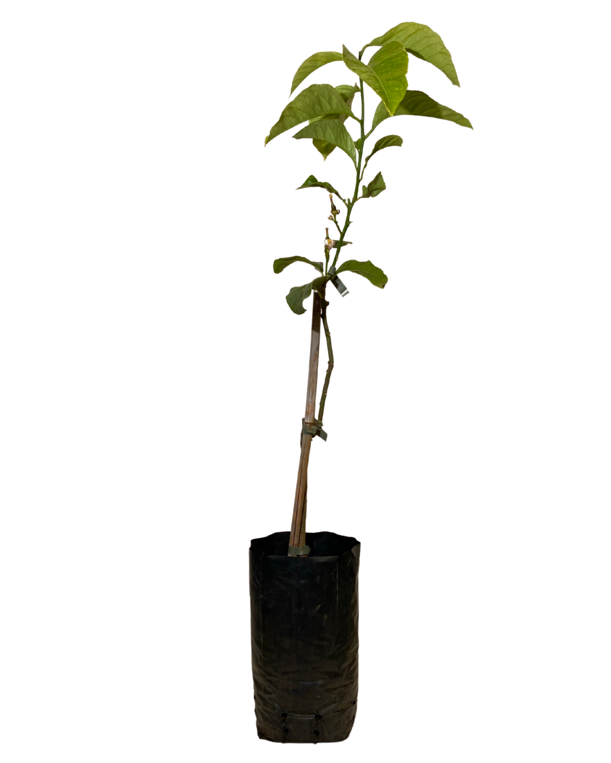 Lemon - Eureka | Fruit Tree Perth | Waldecks