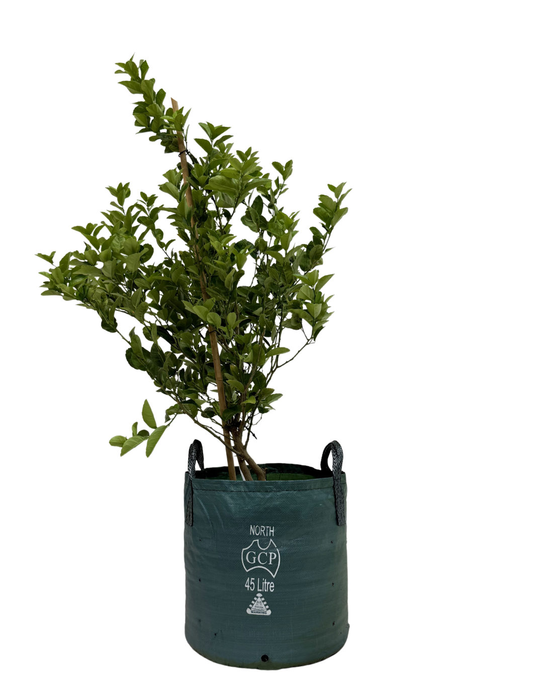 Citrus Sublime | Fruit Tree Perth | Waldecks