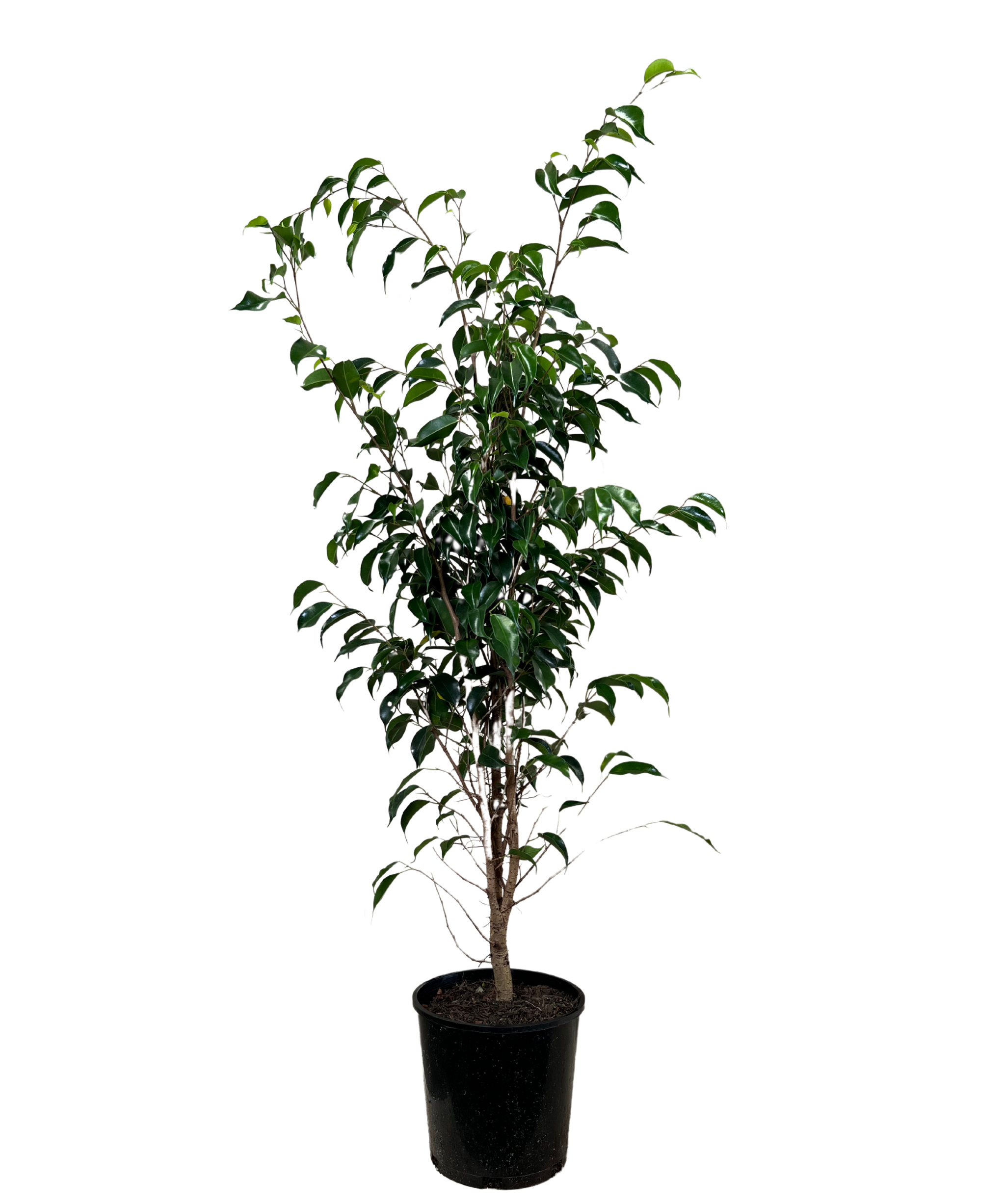 Ficus Midnight Beauty | Indoor Plant Perth | Waldecks