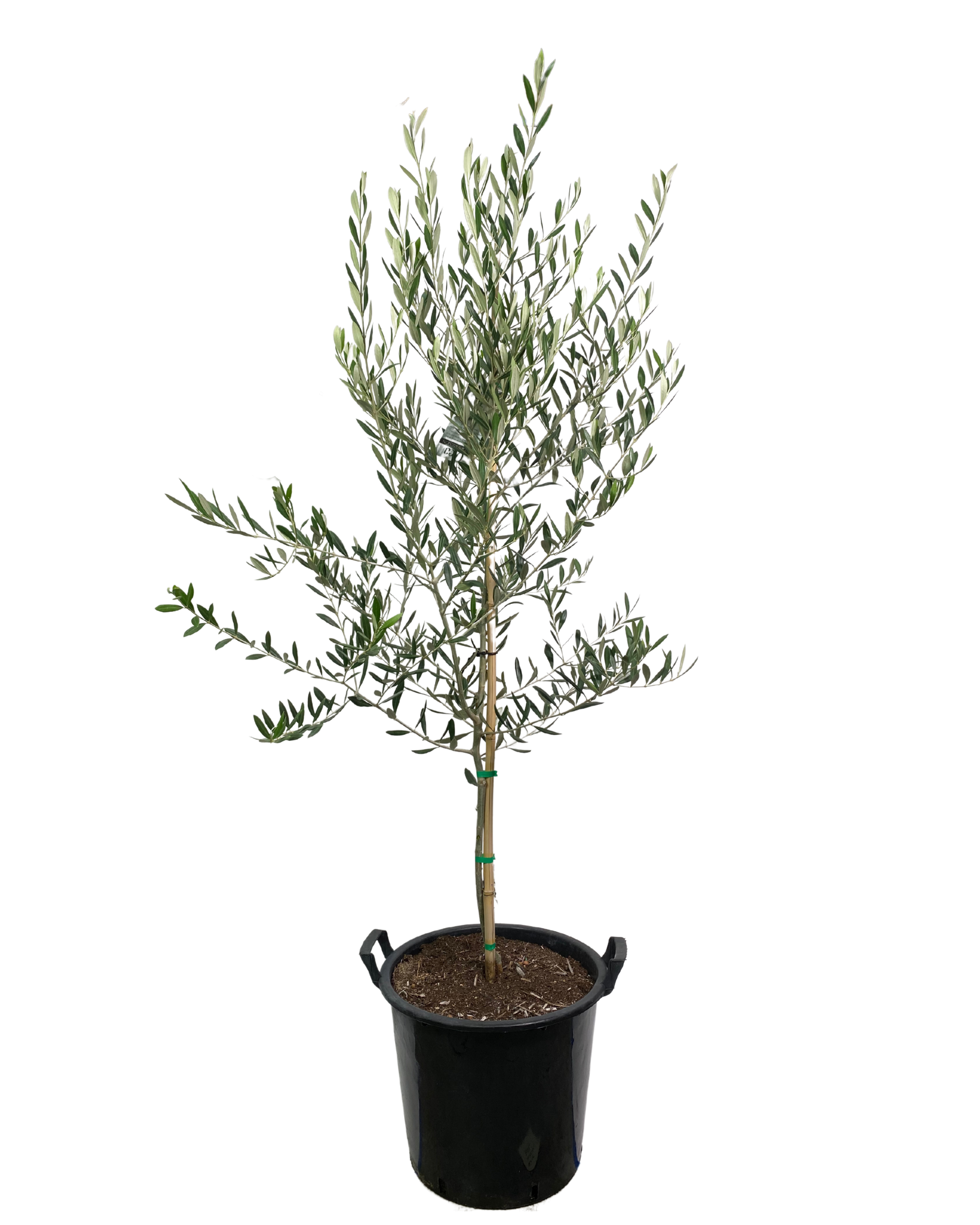 Olive - Olea Europaea Mission | Fruit Tree Perth | Waldecks