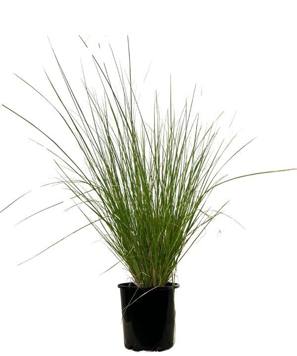 Pennisetum Nafray