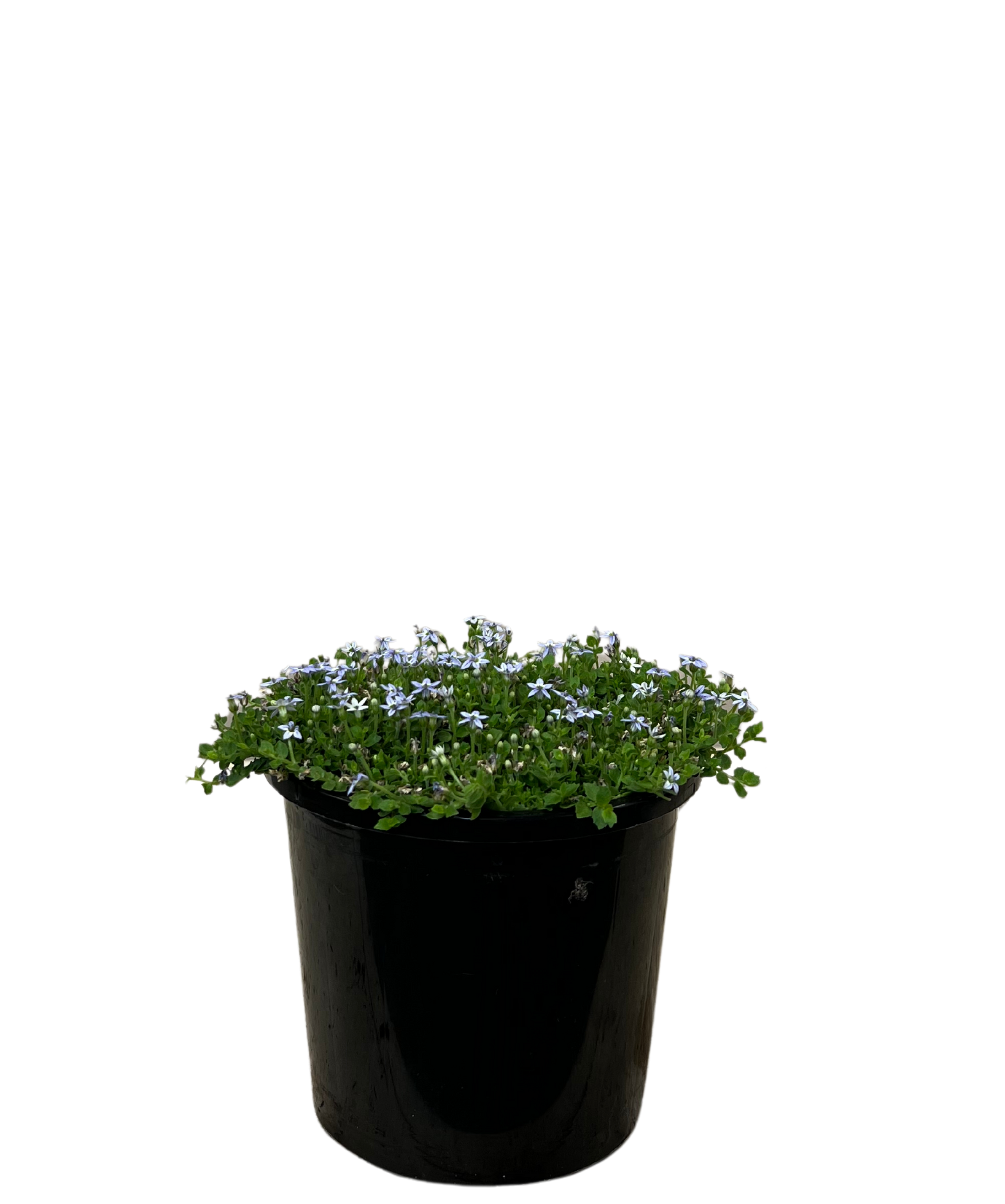 Pratia Puberula Blue | Groundcover Plant Perth | Waldecks