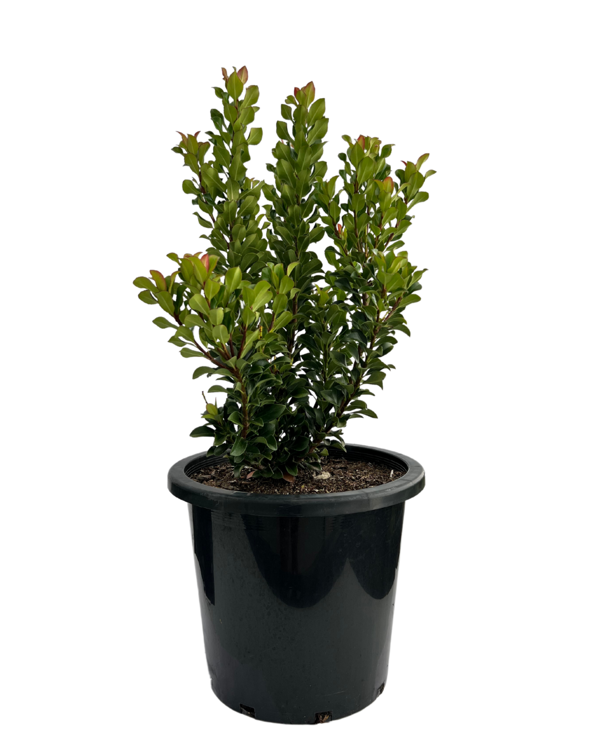 Rhaphiolepis Snow Maiden | Garden Shrub Perth | Waldecks