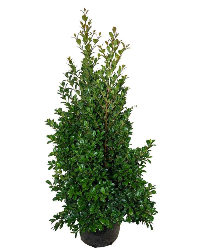 Lilly Pilly - Syzygium Pinnacle