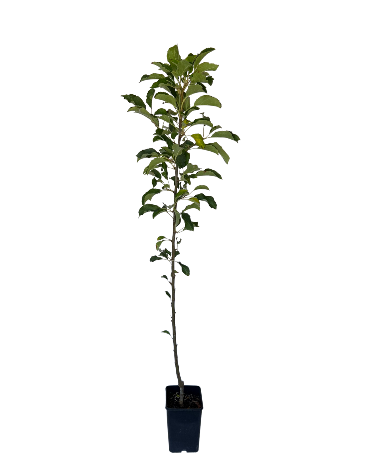 Apple - Pinkabelle Dwarf | Fruit Tree Perth | Waldecks