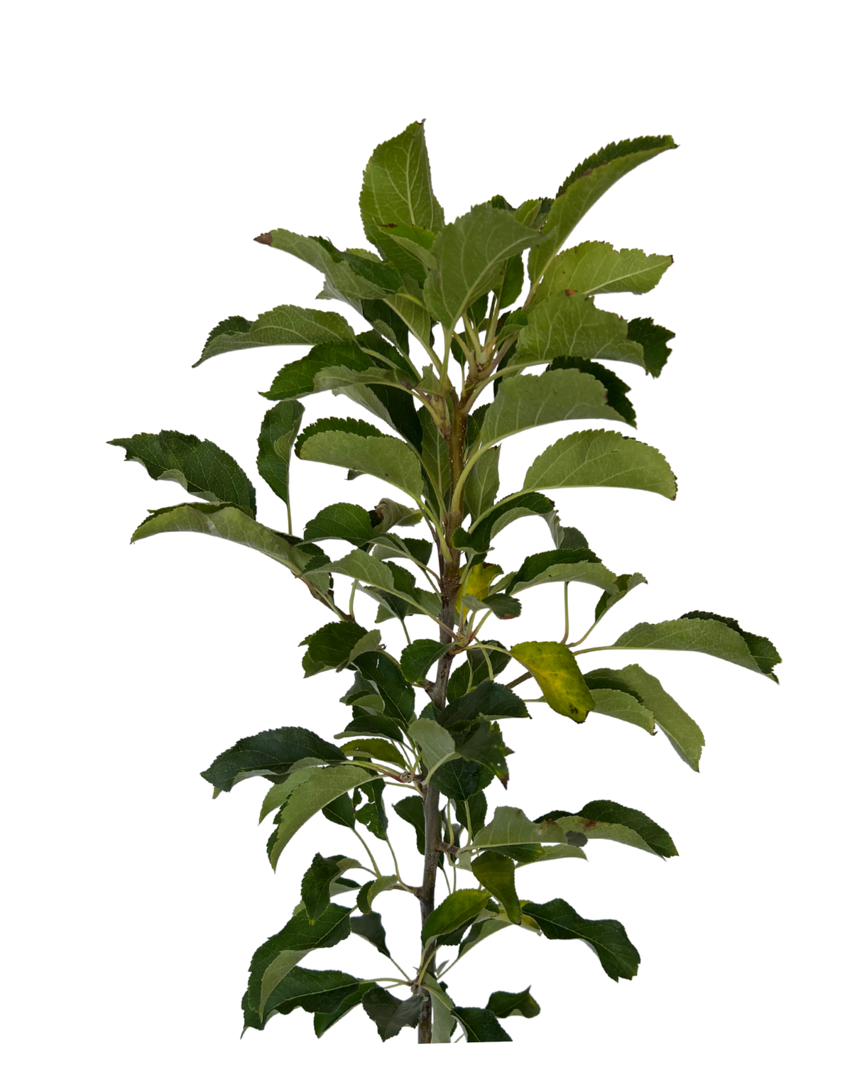 Apple - Pinkabelle Dwarf | Fruit Tree Perth | Waldecks