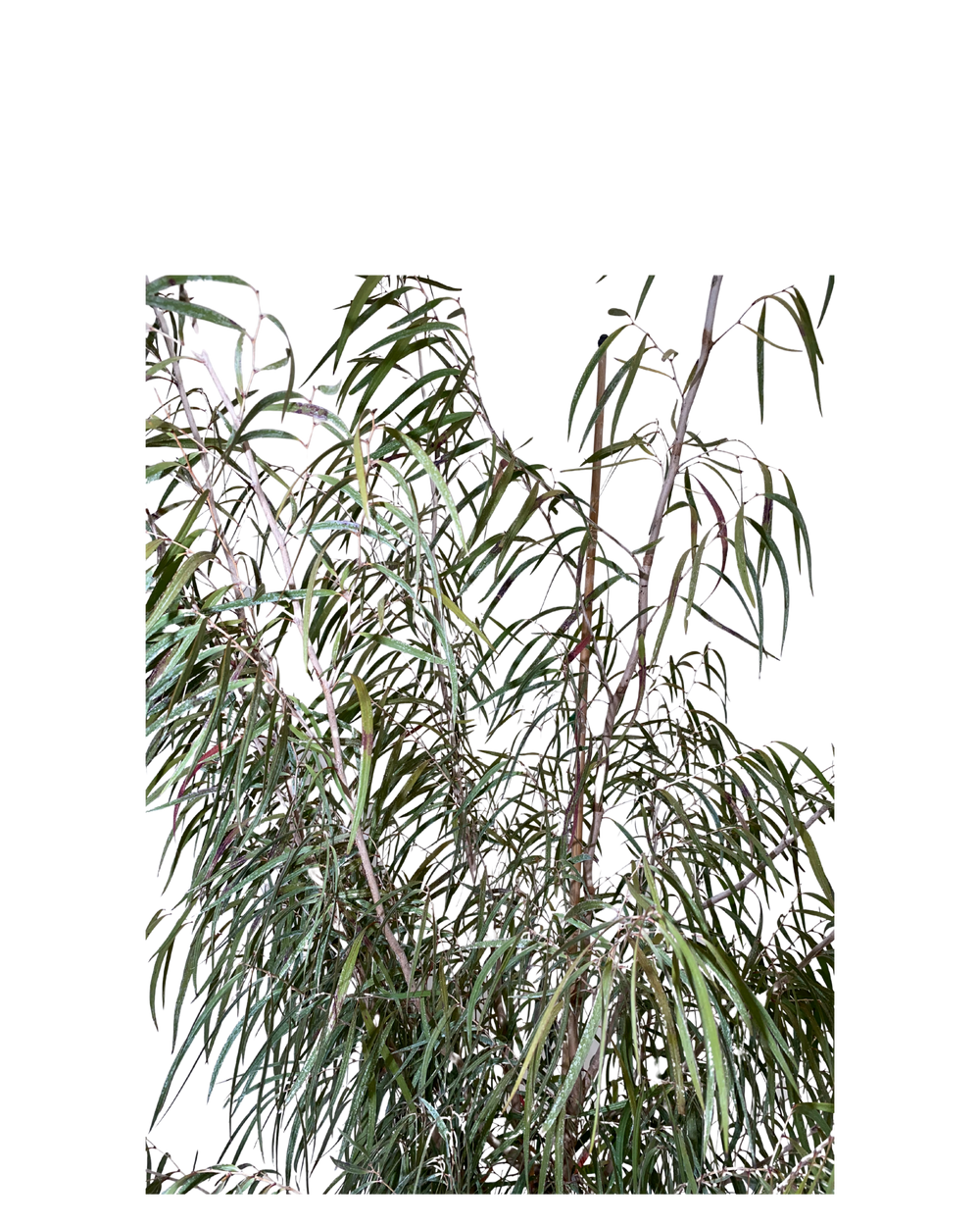 Agonis Flexuosa Burgundy | Australian Native Plant Perth | Waldecks