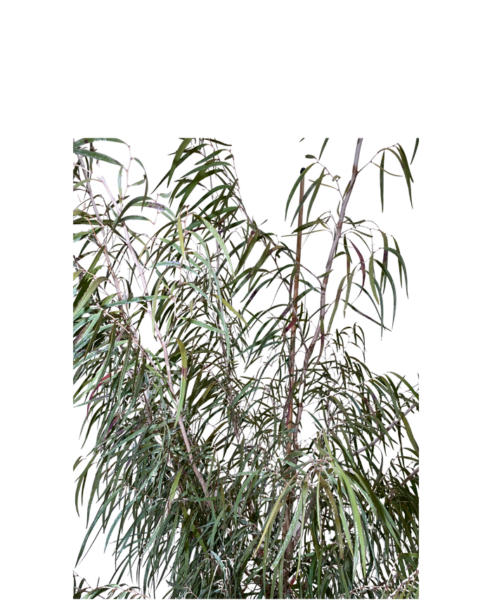 Agonis Flexuosa Burgundy | Australian Native Plant Perth | Waldecks