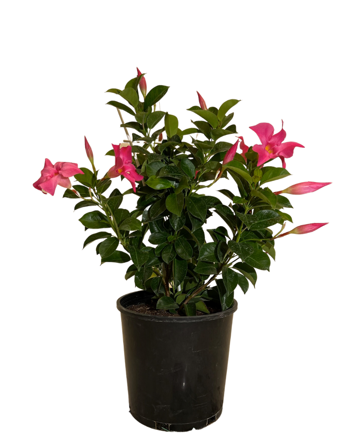 Mandevilla Aloha Bright Pink | Climbing Plant Perth | Waldecks