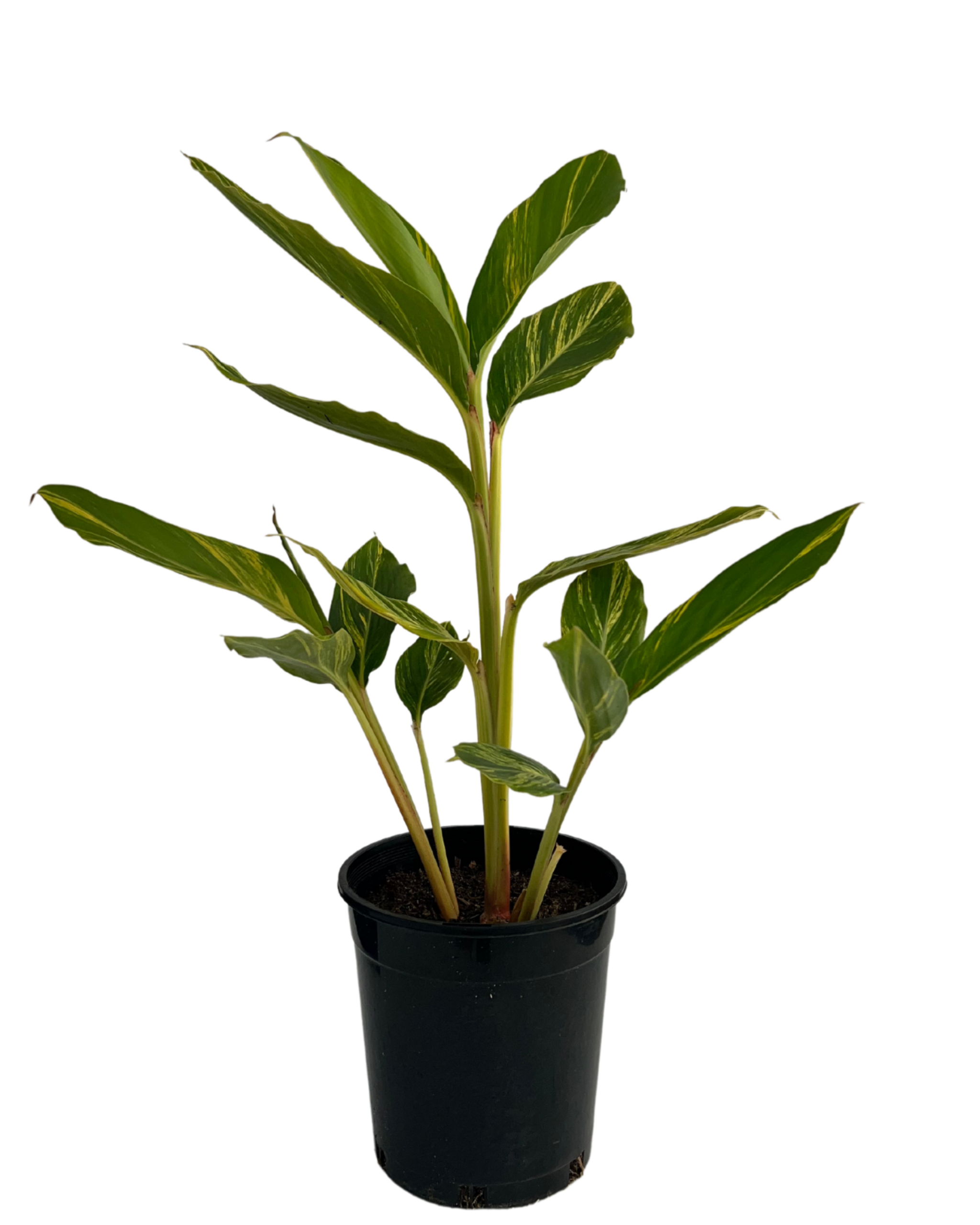 Shell Ginger - Alpinia Zerumbet Variegata