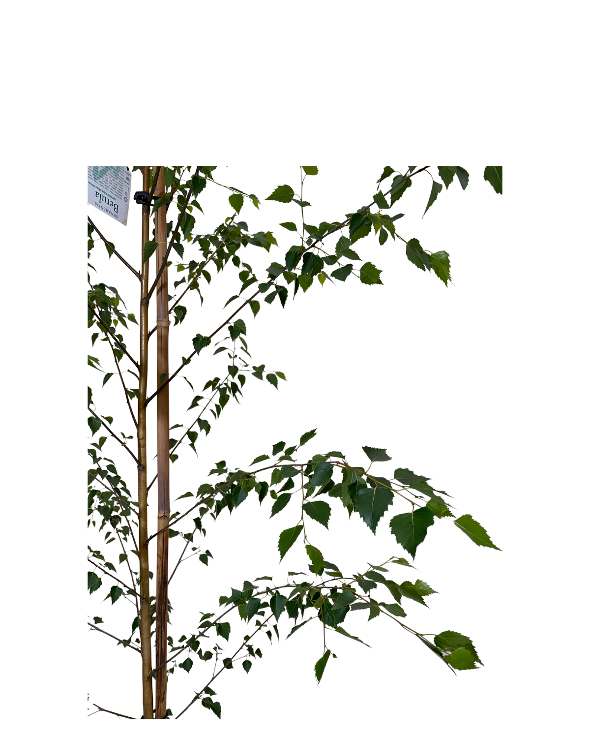 Silver Birch - Betula Pendula Moss White | Tree Perth | Waldecks
