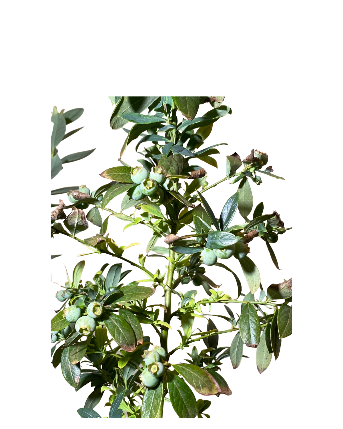 Blueberry Misty Blue | Fruit Tree Perth | Waldecks