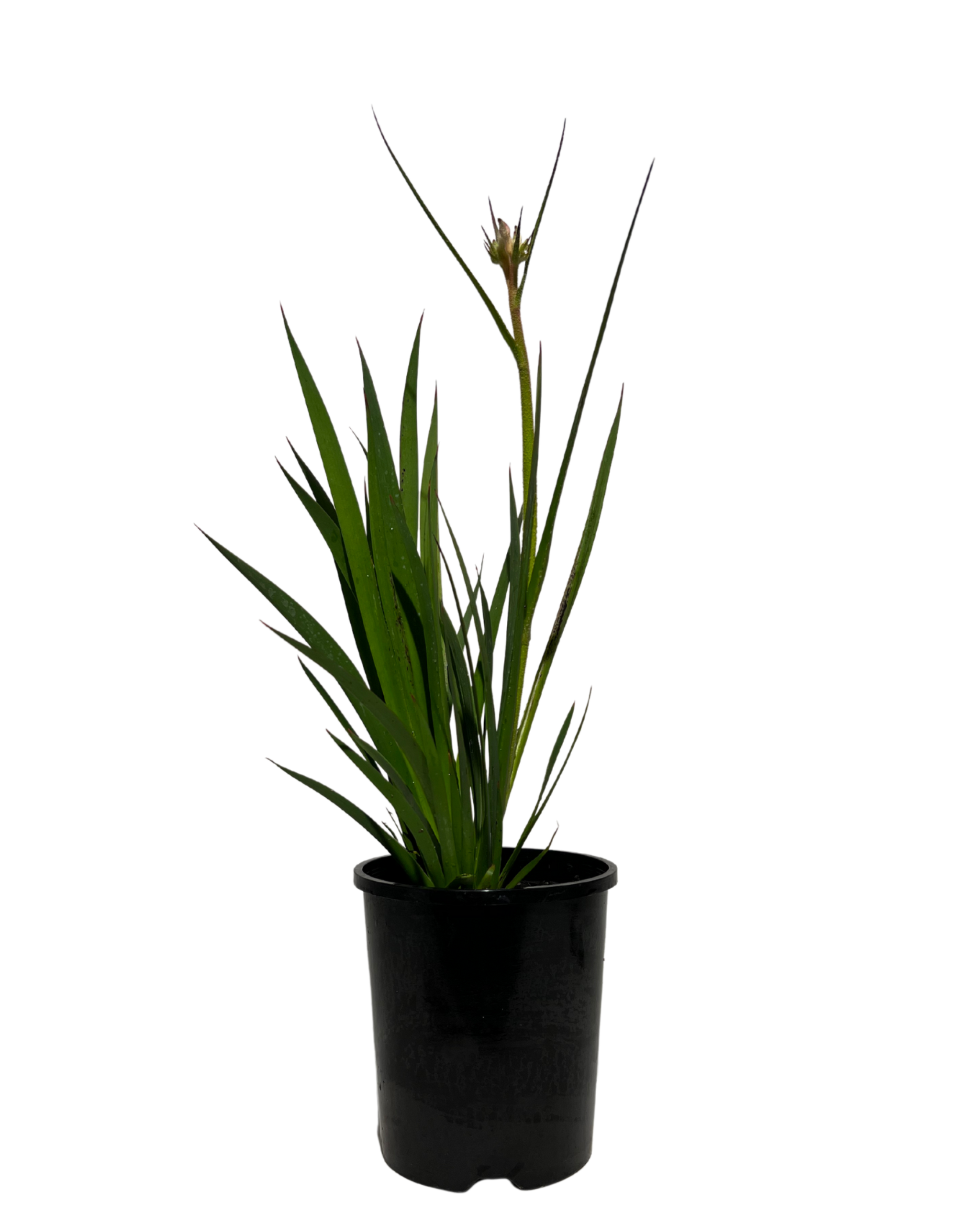 Kangaroo Paw - Anigozanthos Bush Diamond