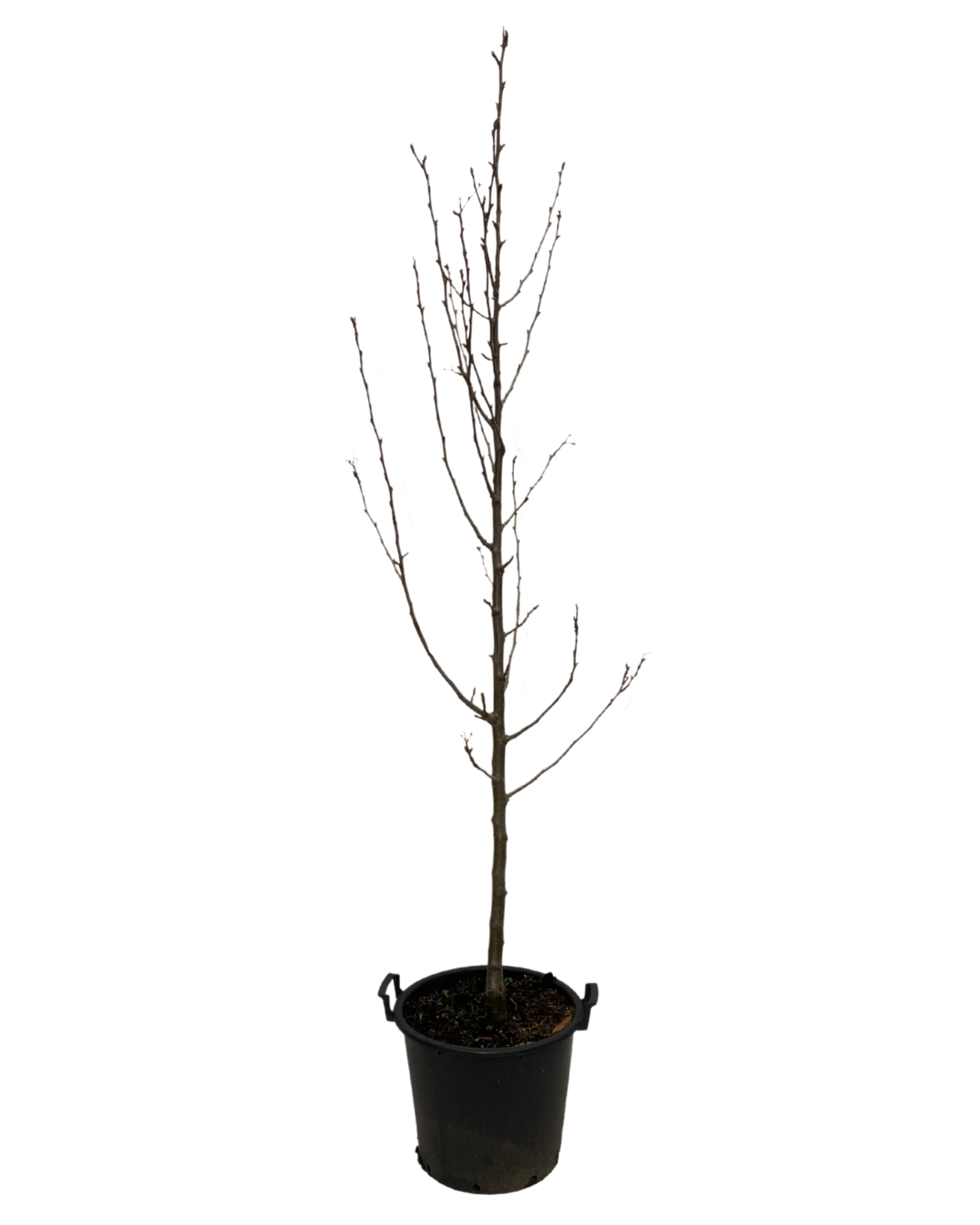 Ornamental Pear - Pyrus Calleryana Cleveland Select