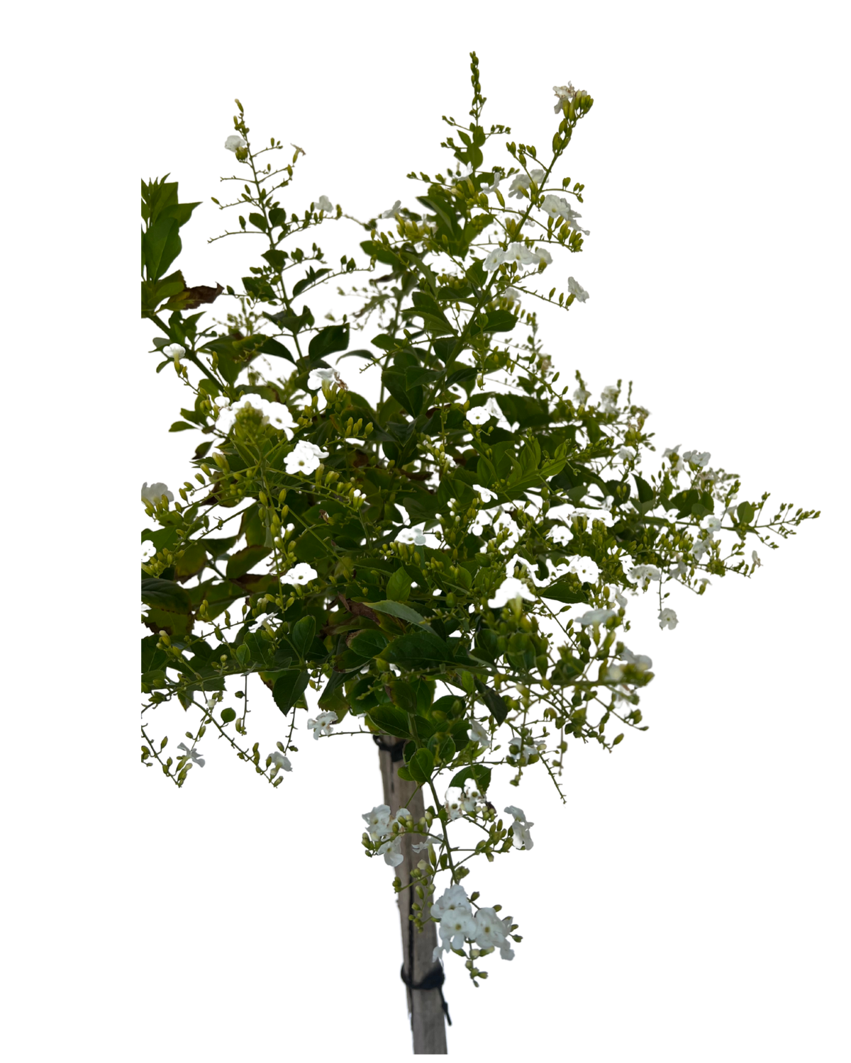 Duranta Erecta Alba Standard | Garden Tree Perth | Waldecks