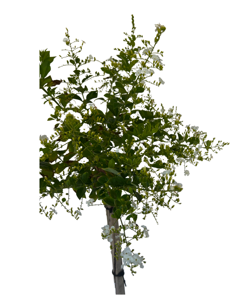 Duranta Erecta - Alba - Standard