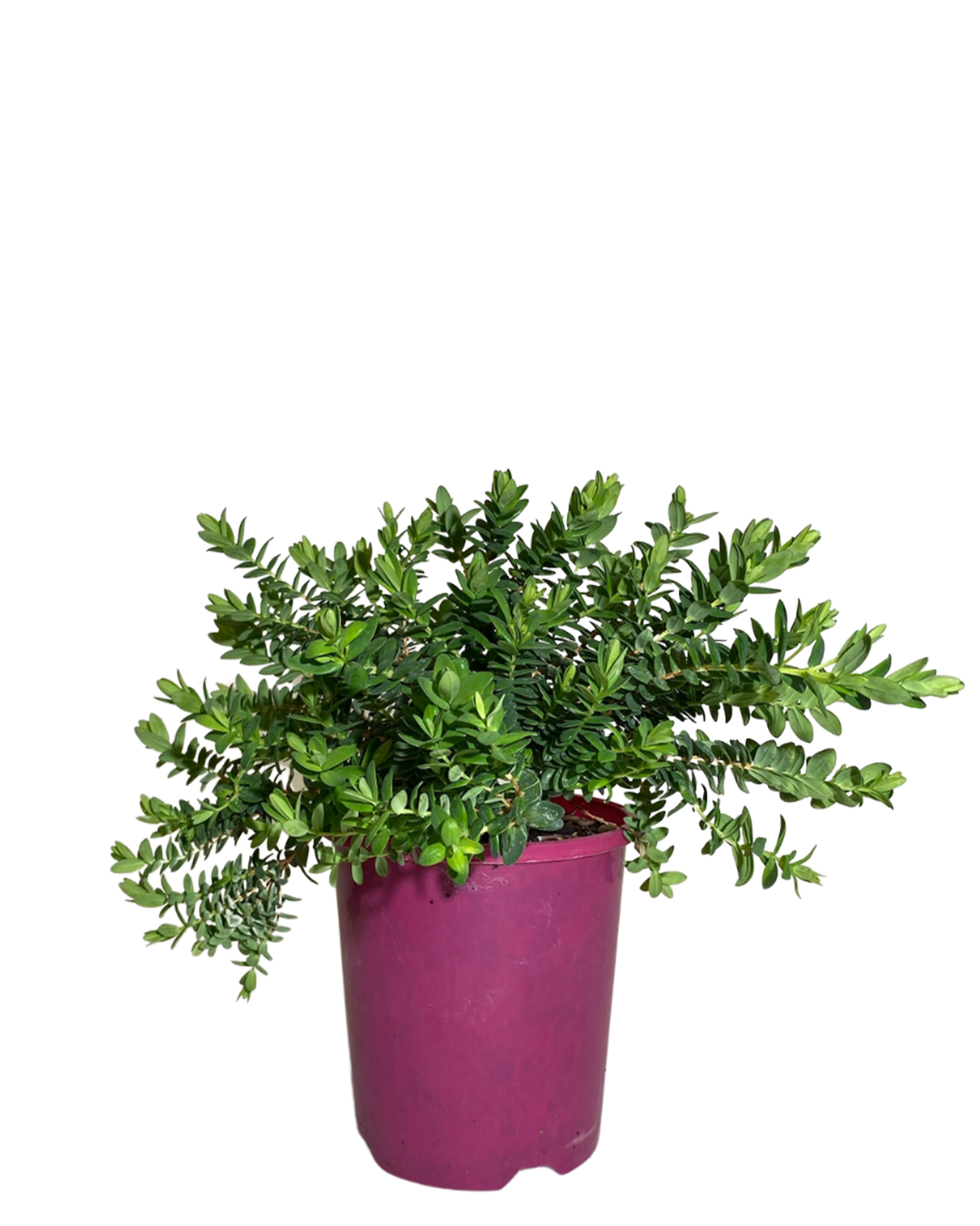 Darwinia Citriodora Prostrate | Native Plant Perth | Waldecks