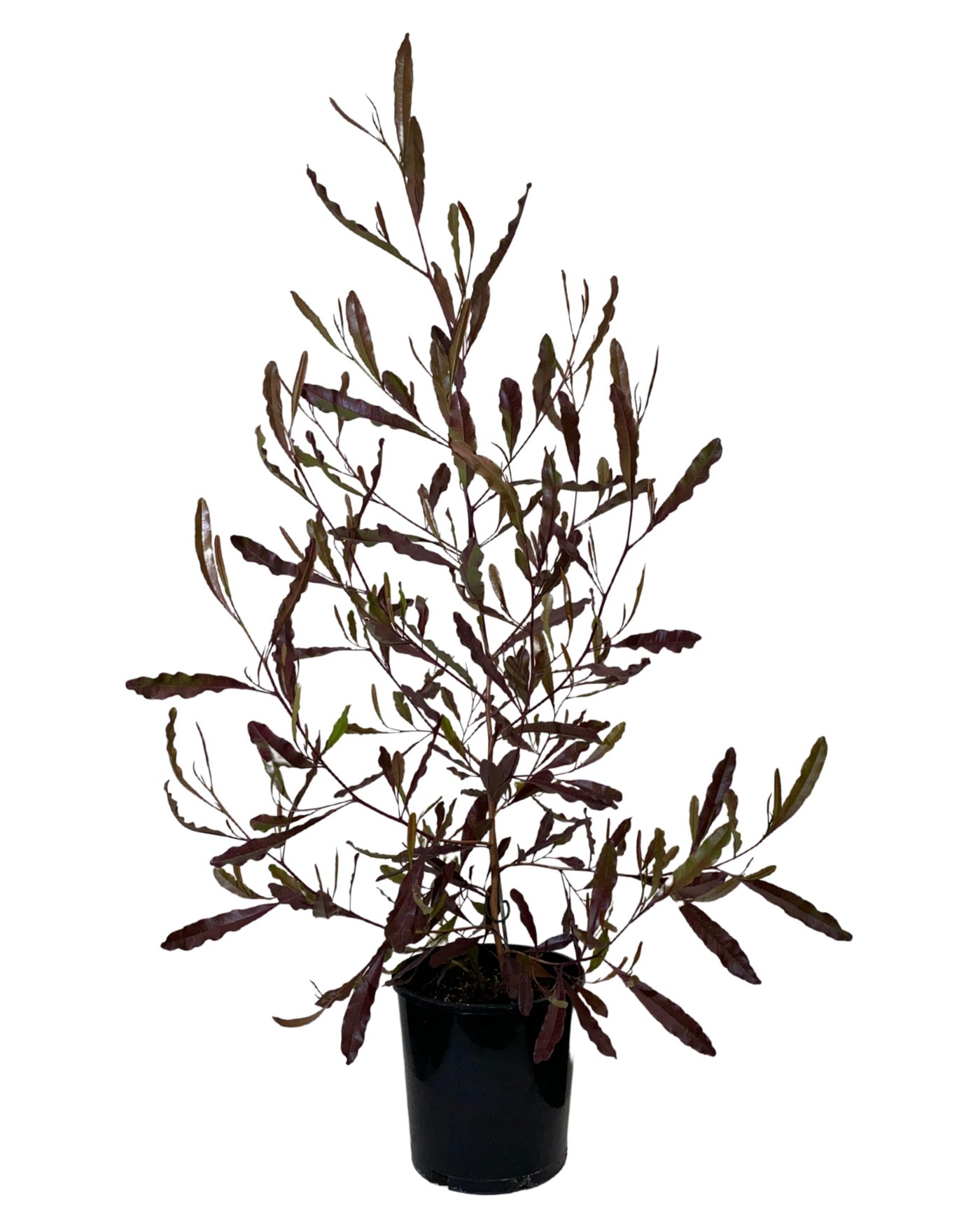 Purple Hop Bush - Dodonaea Viscosa Purpurea