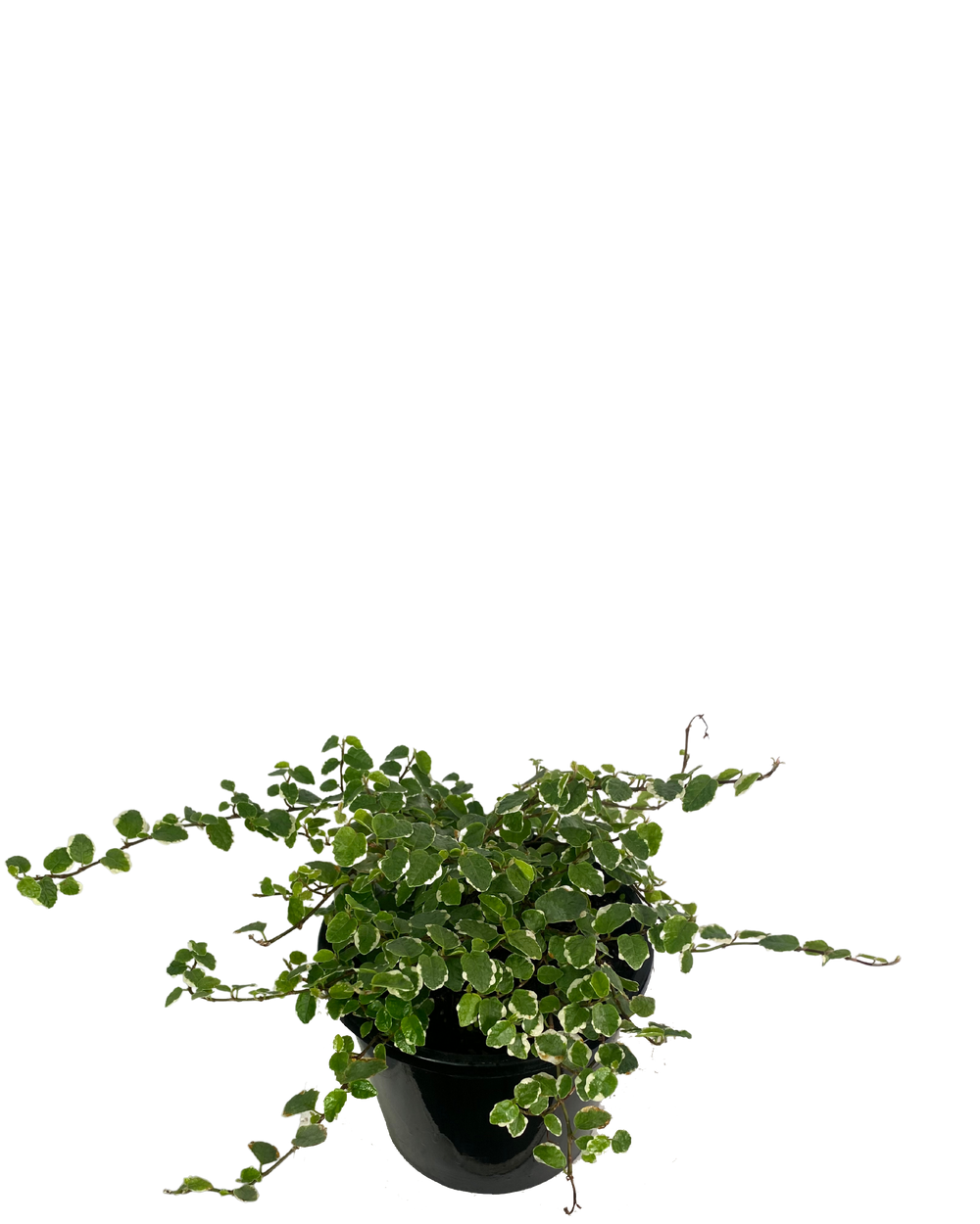 Ficus Pumila Ice Caps | Climbing Plant Perth | Waldecks