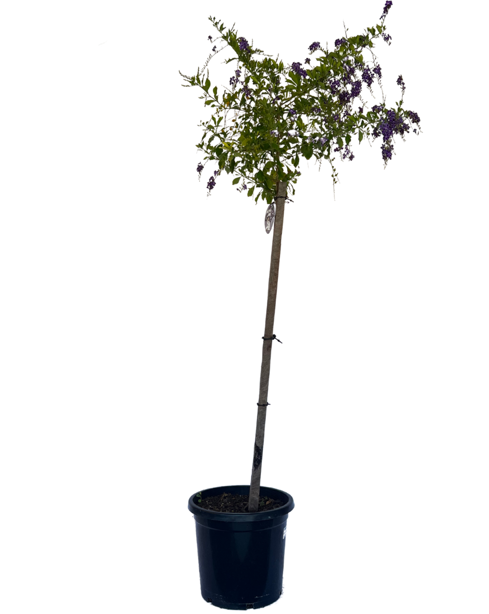 Duranta - Geisha Girl - Standard