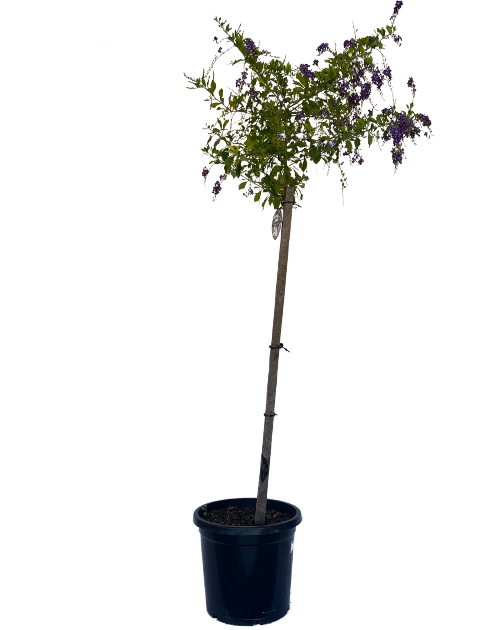 Duranta - Geisha Girl - Standard