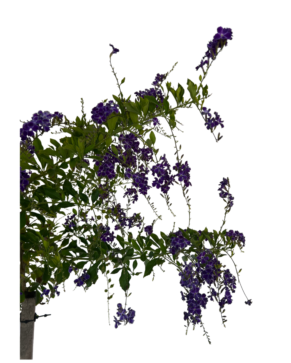 Duranta - Geisha Girl - Standard