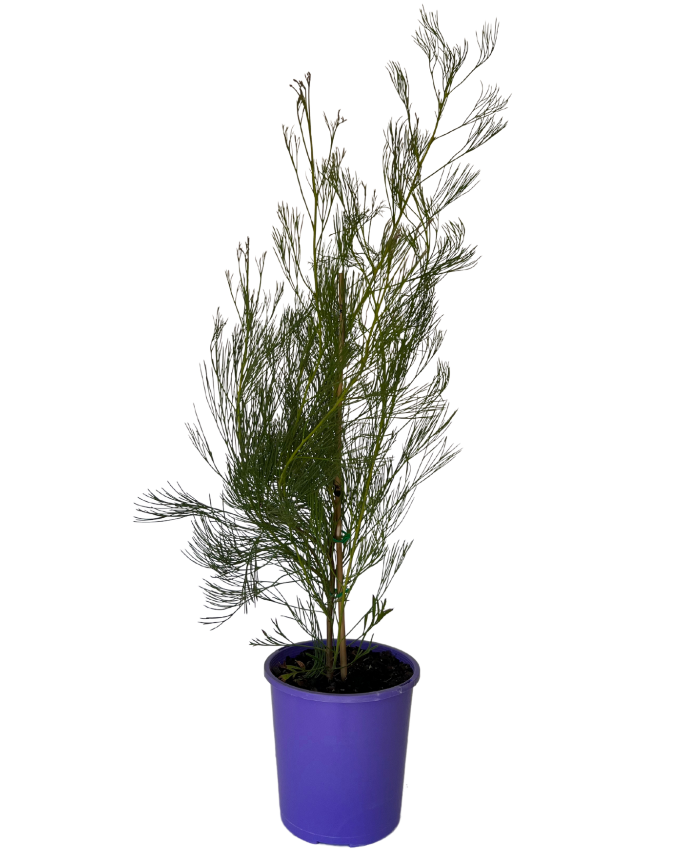 Grevillea Panrock Princess