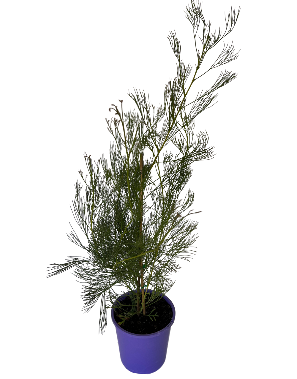 Grevillea Panrock Princess