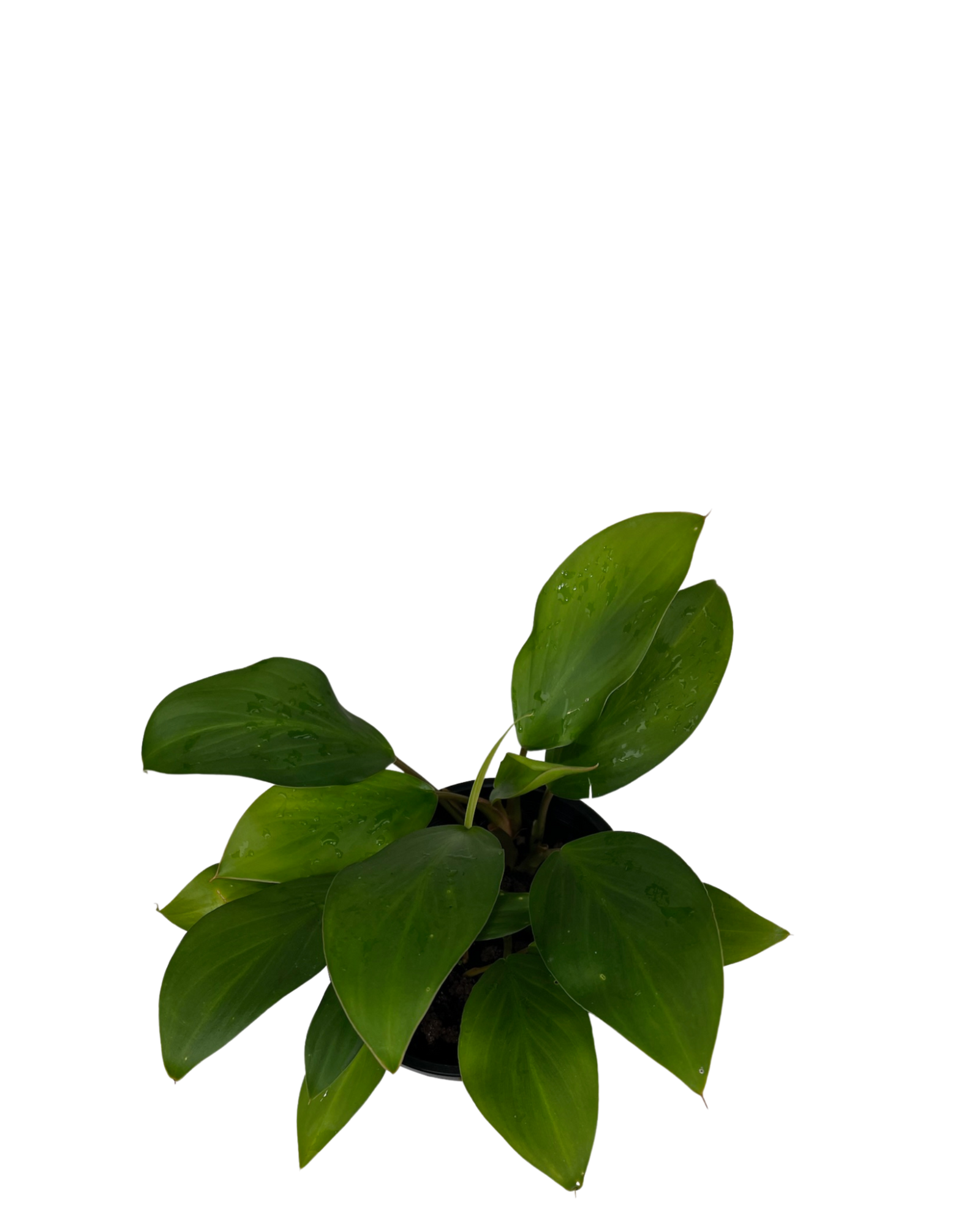 Homalomena Tropical Green