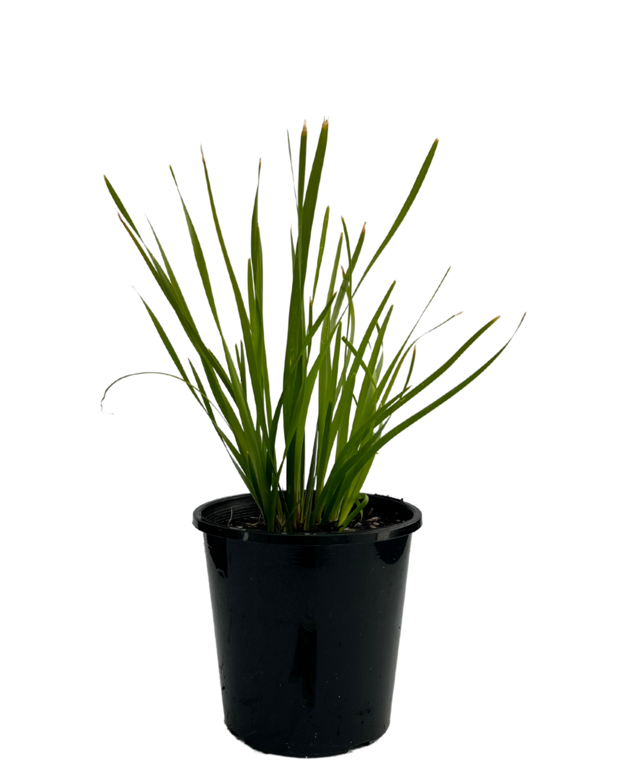 Lomandra Katrinus Deluxe