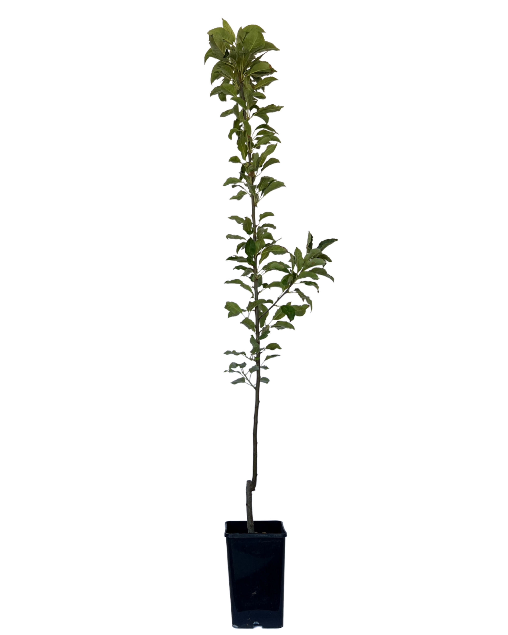 Apple - Leprechaun Dwarf | Fruit Tree Perth | Waldecks
