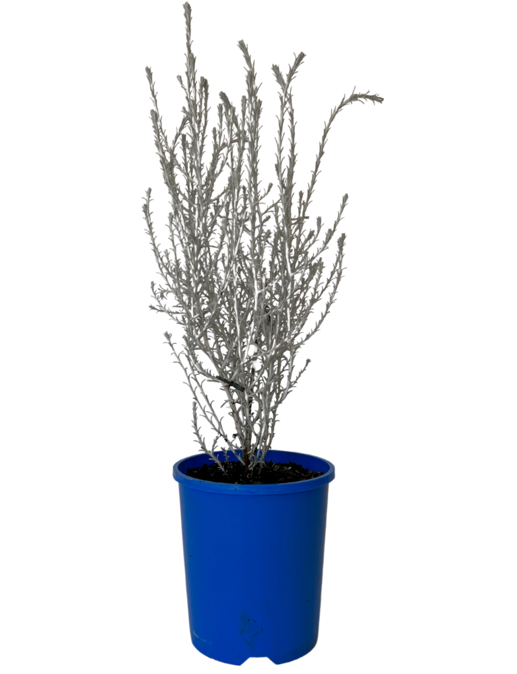 Leucophyta Brownii - Canal Rocks