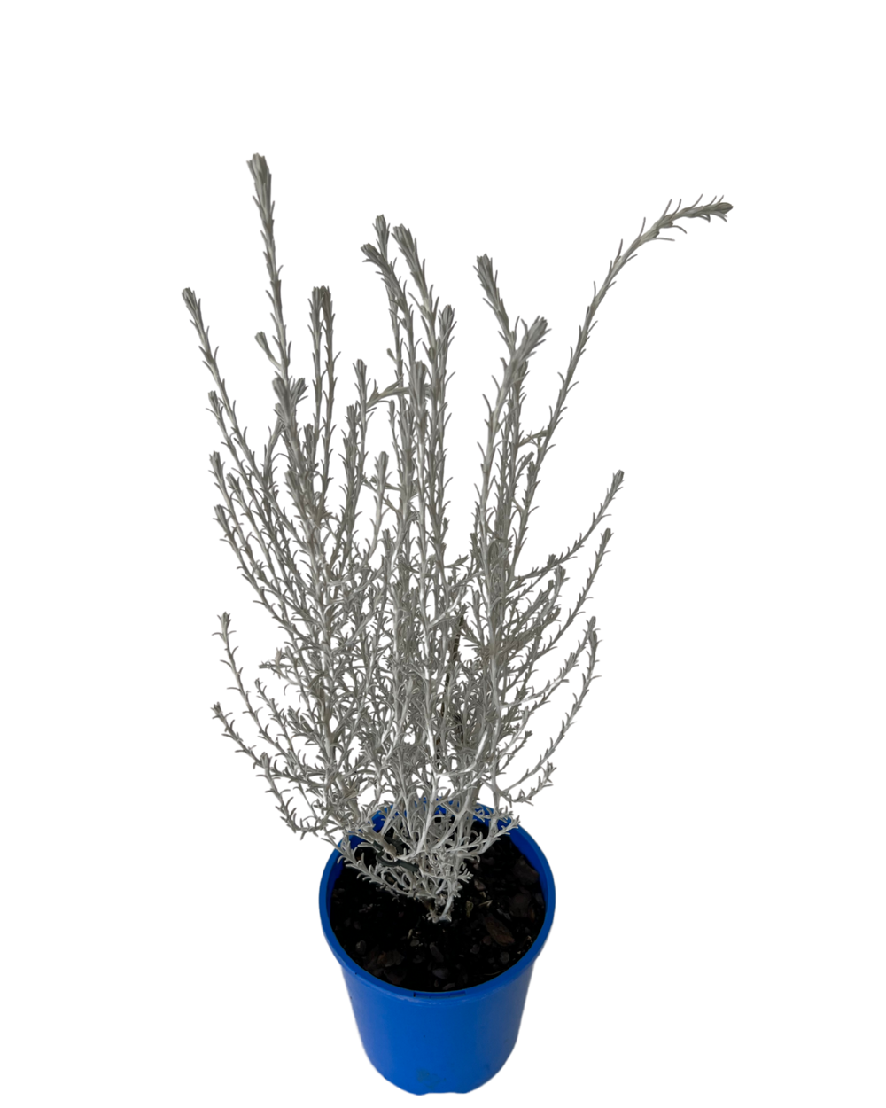 Leucophyta Brownii - Canal Rocks